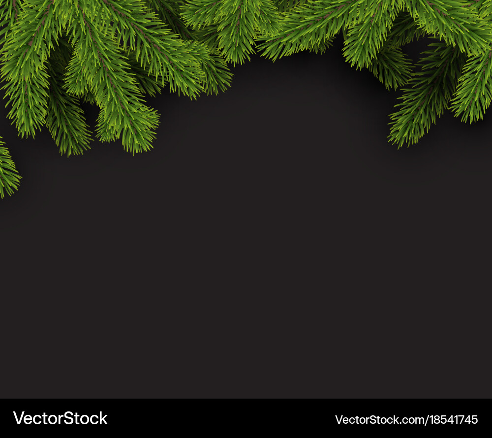 Christmas background with spruce branches Vector Image