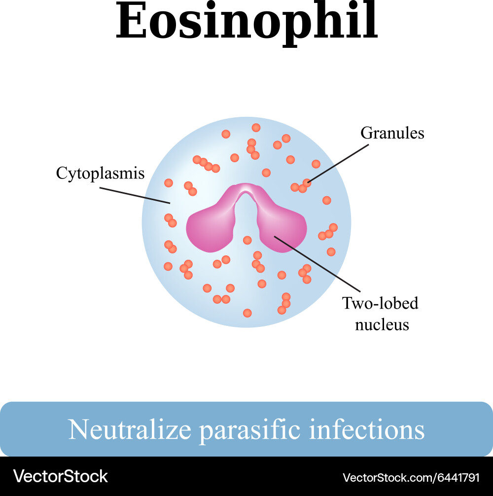 The structure of the eosinophil Royalty Free Vector Image