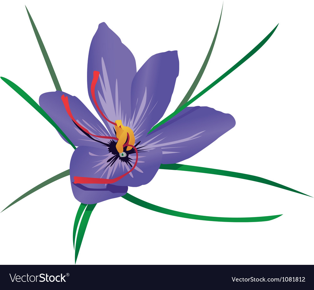 Crocus Royalty Free Vector Image - VectorStock