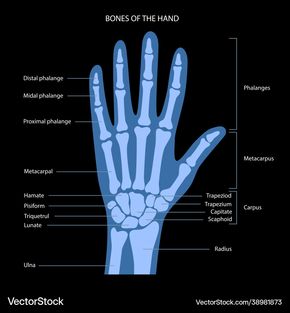 Hand bone anatomy Royalty Free Vector Image - VectorStock