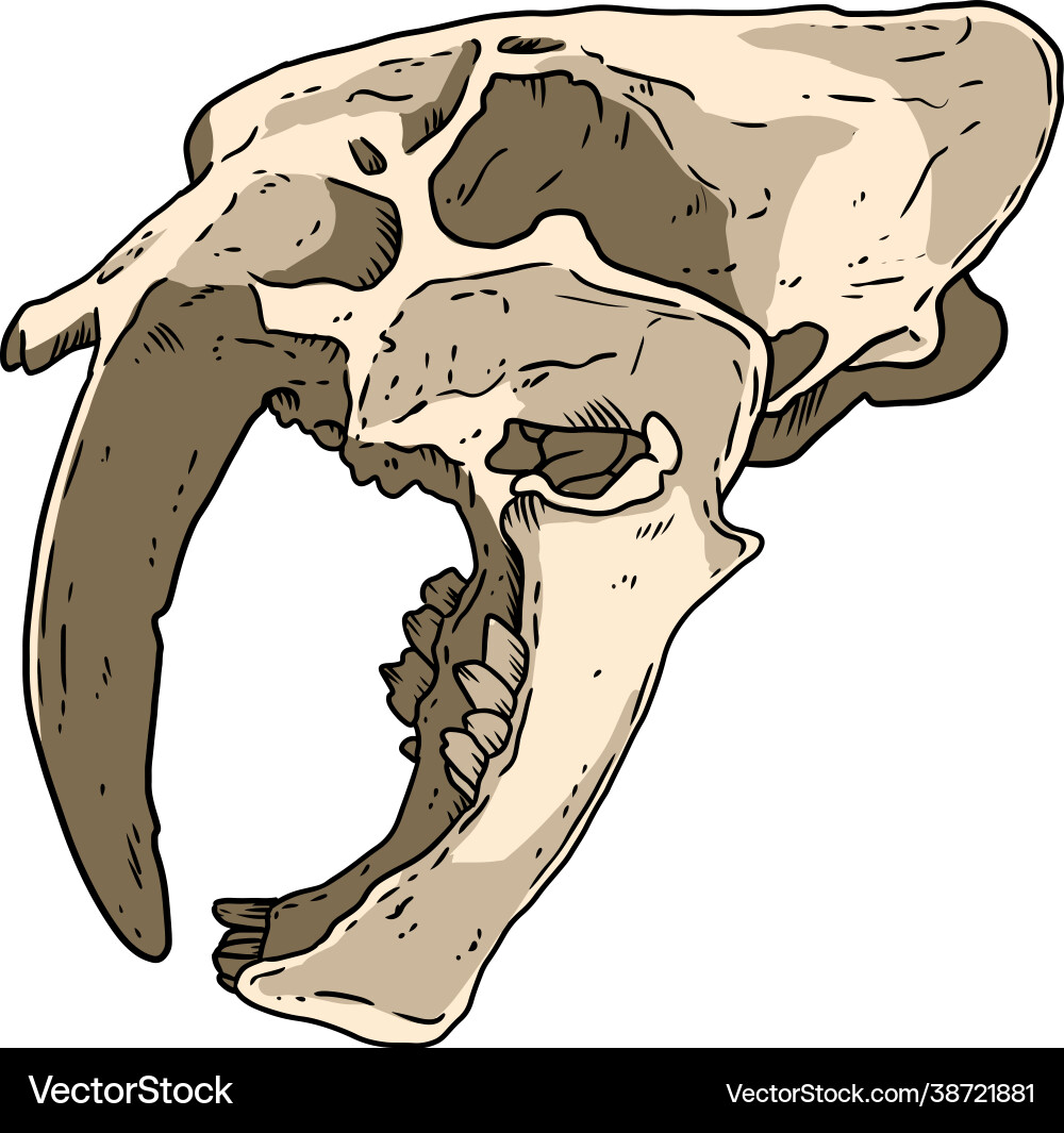 Saber tooth tiger fossilized skull hand drawn Vector Image