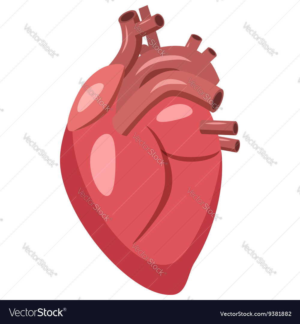 Human heart icon cartoon style Royalty Free Vector Image Human heart icon cartoon style Royalty Free Vector Image