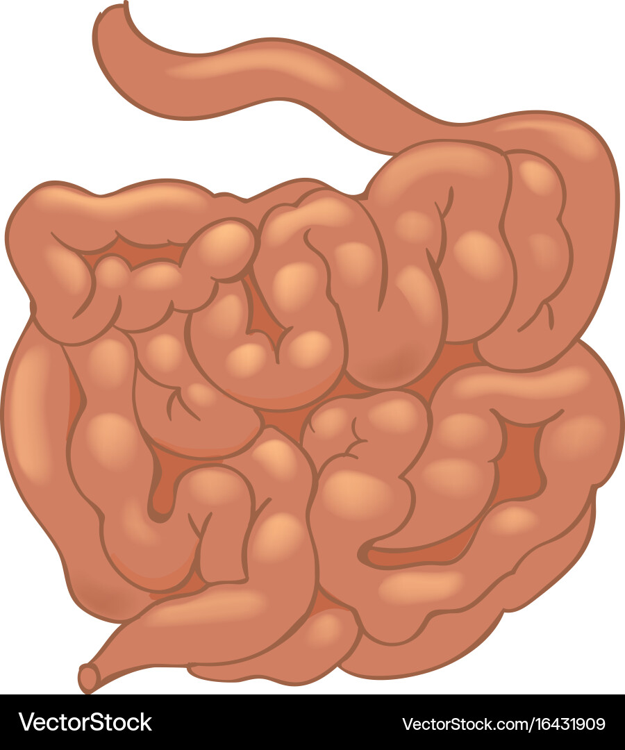 Realistic human small intestine isolated on white Vector Image
