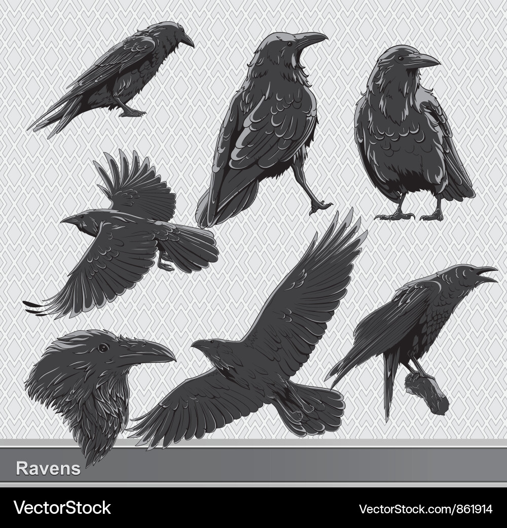 Ravens set Royalty Free Vector Image - VectorStock