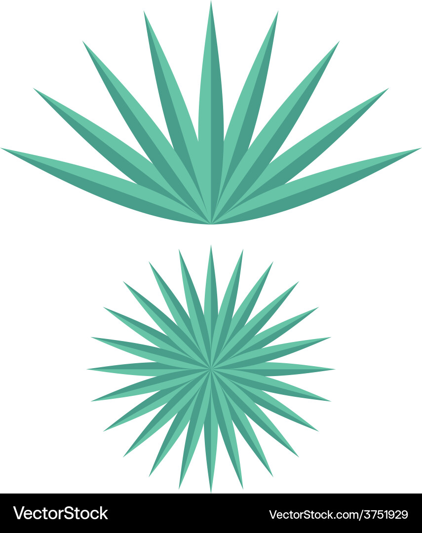 Agave Royalty Free Vector Image - VectorStock
