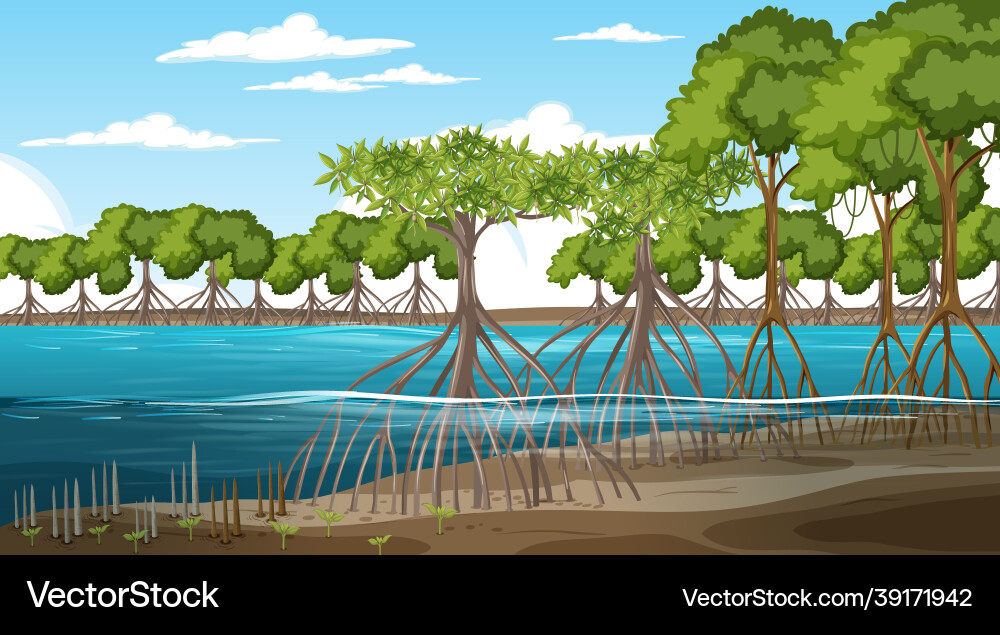Mangrove forest landscape scene at daytime Vector Image