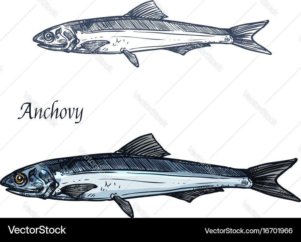 Anchovy fish isolated sketch for seafood design Vector Image