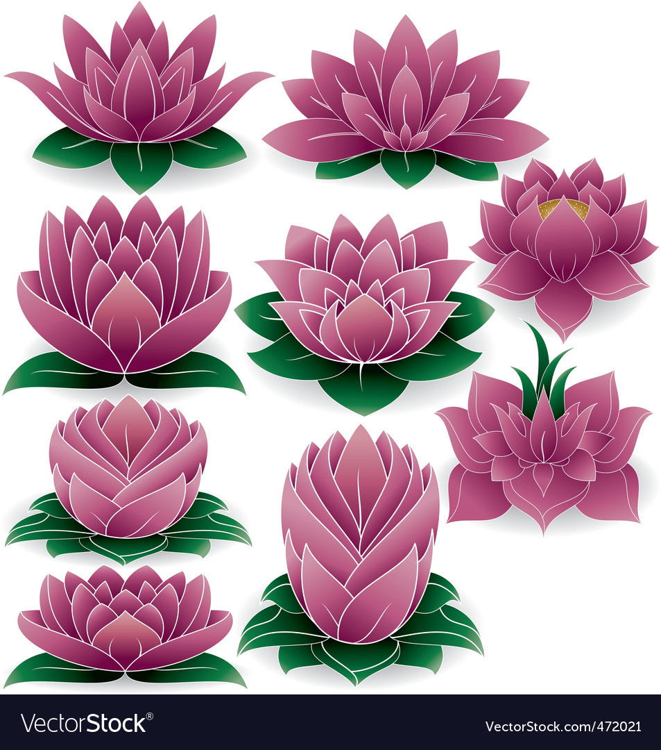 Lotus set Royalty Free Vector Image - VectorStock