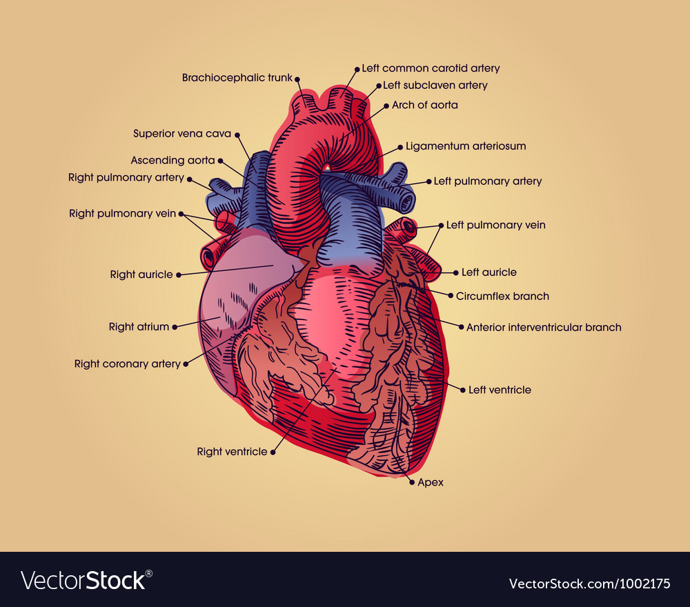 Anatomical heart Royalty Free Vector Image - VectorStock