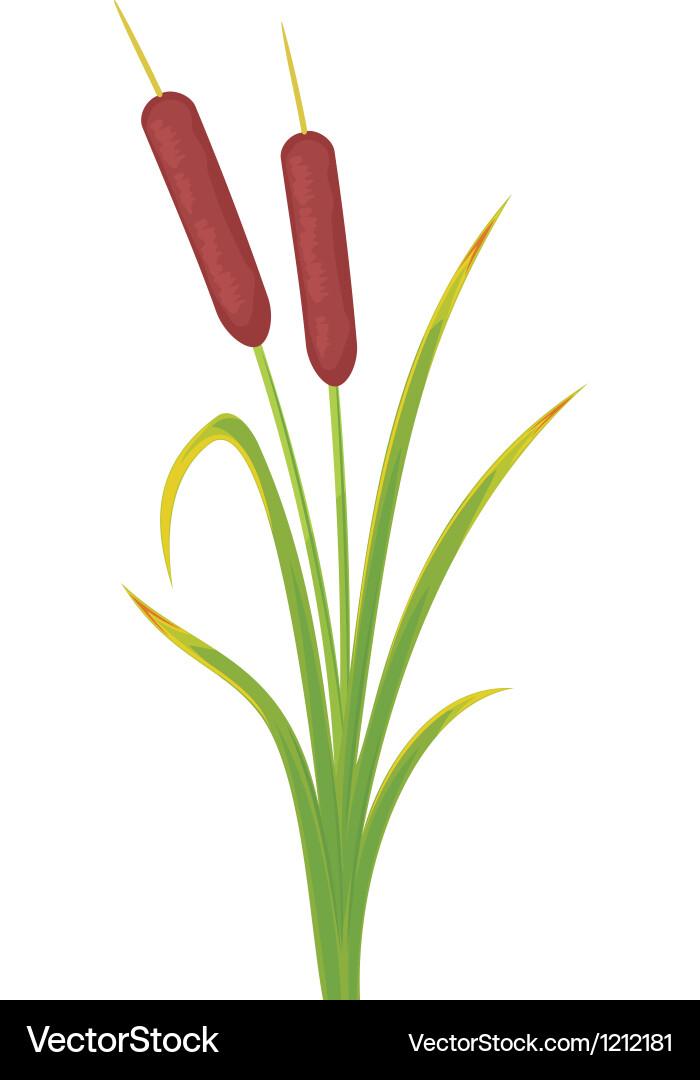Reed bullrushes and grass Royalty Free Vector Image