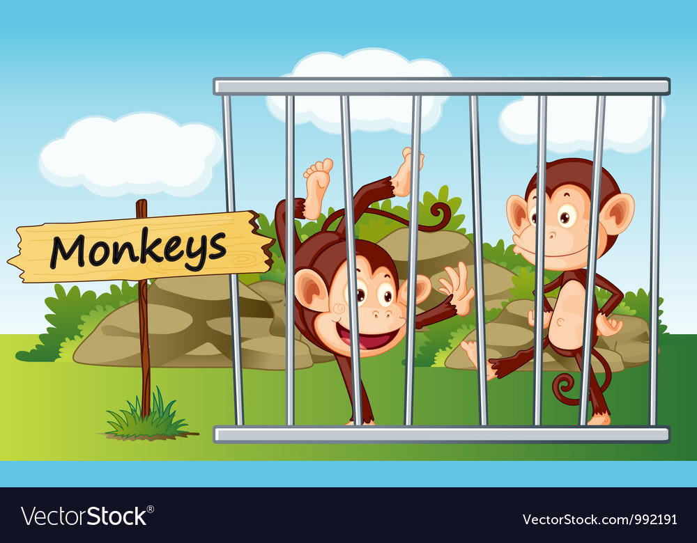 Cartoon Zoo Monkeys Royalty Free Vector Image - VectorStock Cartoon Zoo Monkeys Royalty Free Vector Image - VectorStock