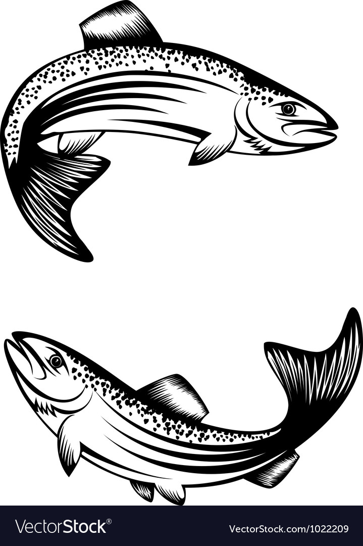 Trout Royalty Free Vector Image - VectorStock