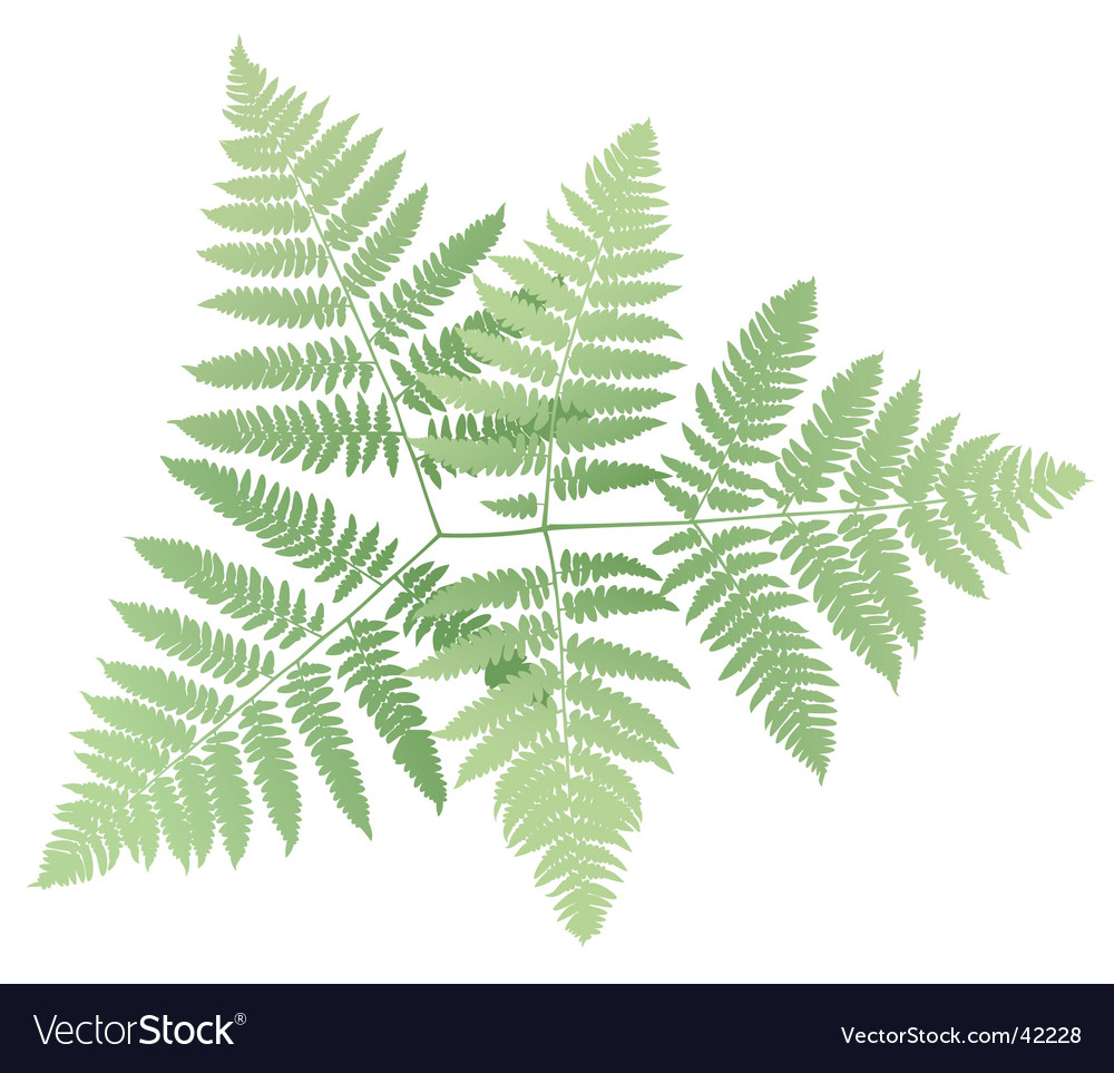 Fern Royalty Free Vector Image - VectorStock