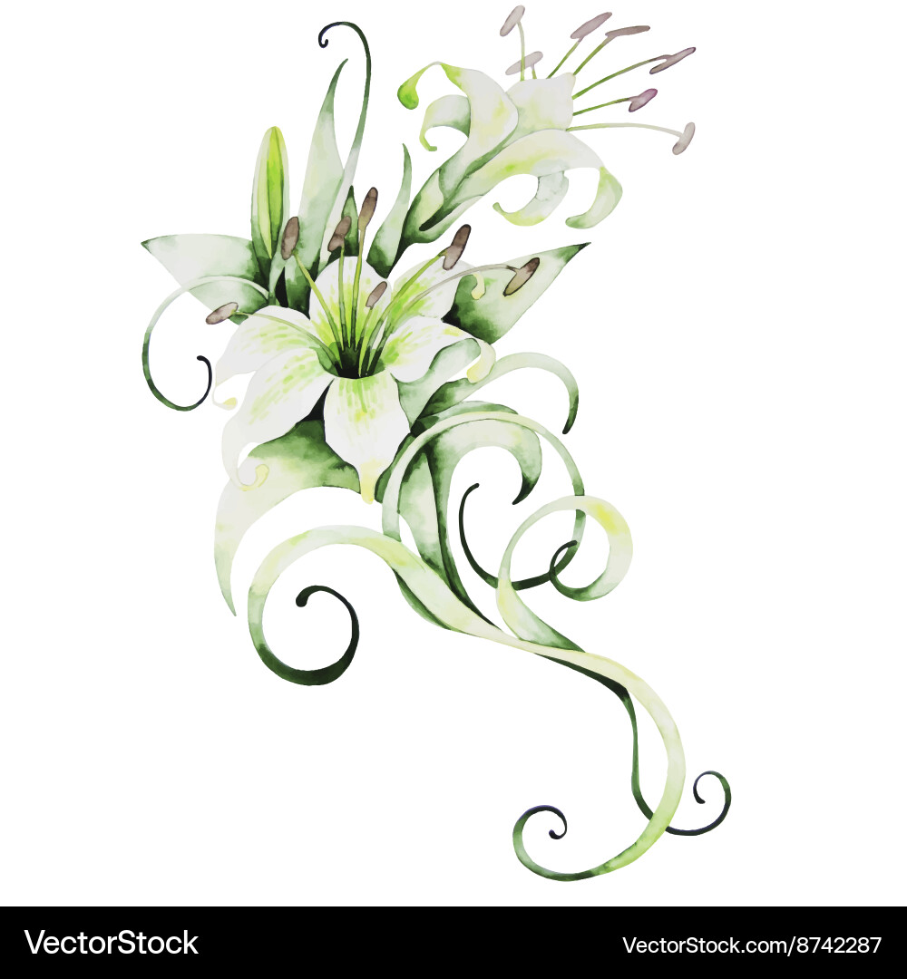 Watercolor white lilies Royalty Free Vector Image