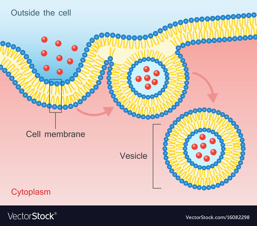 Endocytosis vesicle transport cell membrane Vector Image Endocytosis vesicle transport cell membrane Vector Image