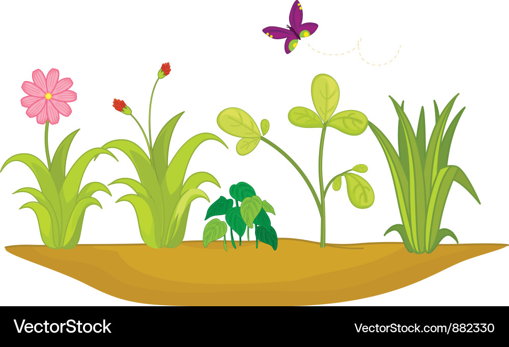 Flower bed Royalty Free Vector Image - VectorStock