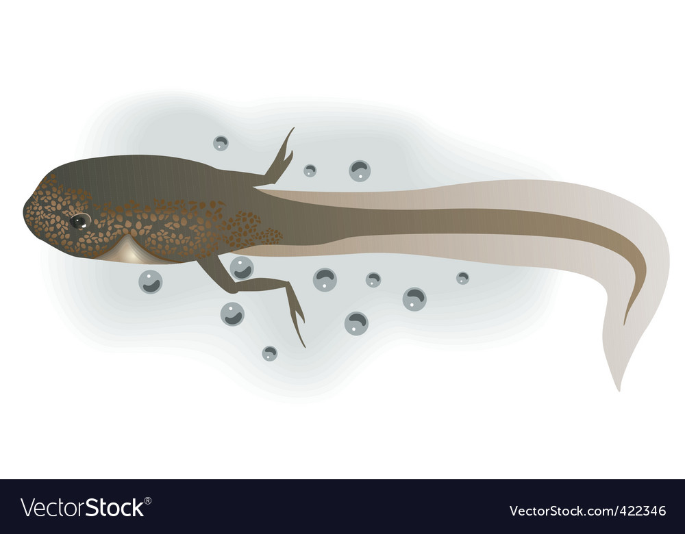 Tadpole Royalty Free Vector Image - VectorStock