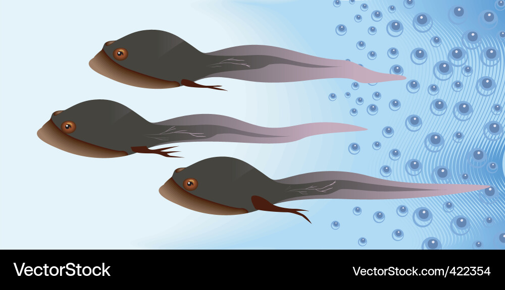 Tadpole Royalty Free Vector Image - VectorStock