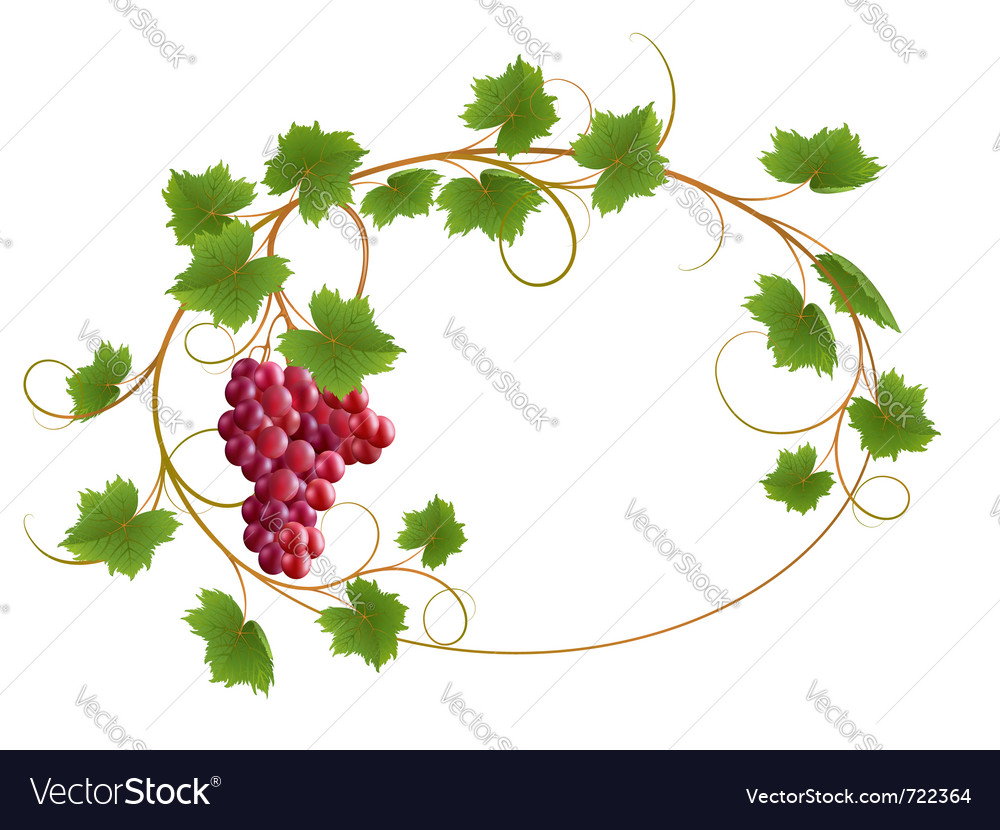 Red grape vine Royalty Free Vector Image - VectorStock