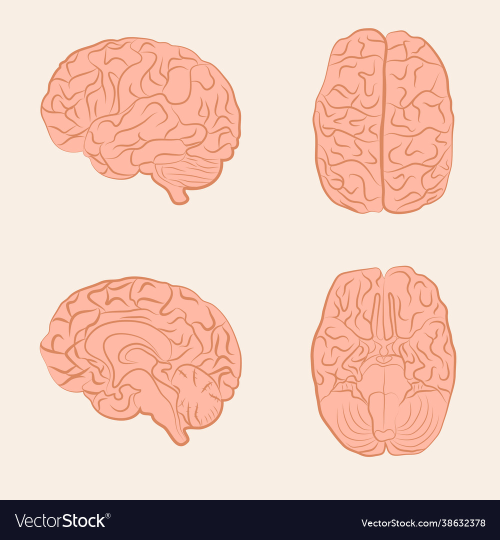 Brain Royalty Free Vector Image - VectorStock