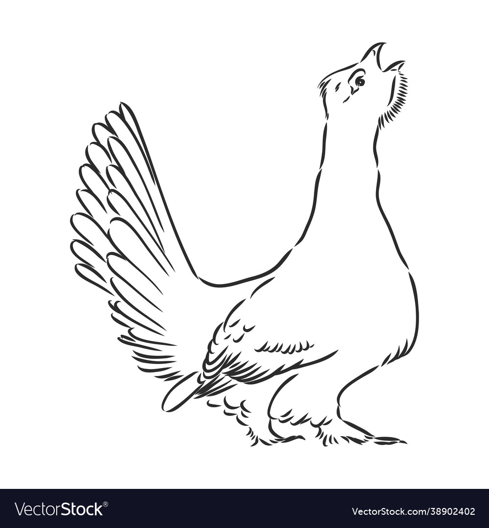 Black and white bird capercaillie capercaillie Vector Image Black and white bird capercaillie capercaillie Vector Image