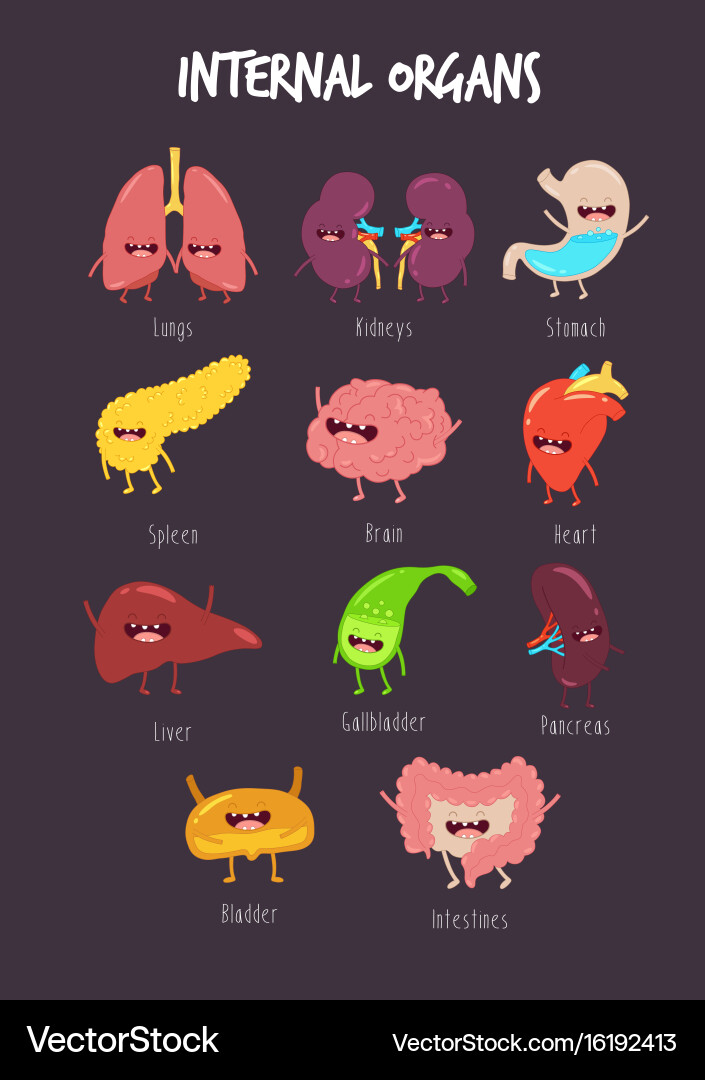 Healthy internal organs funny art Royalty Free Vector Image