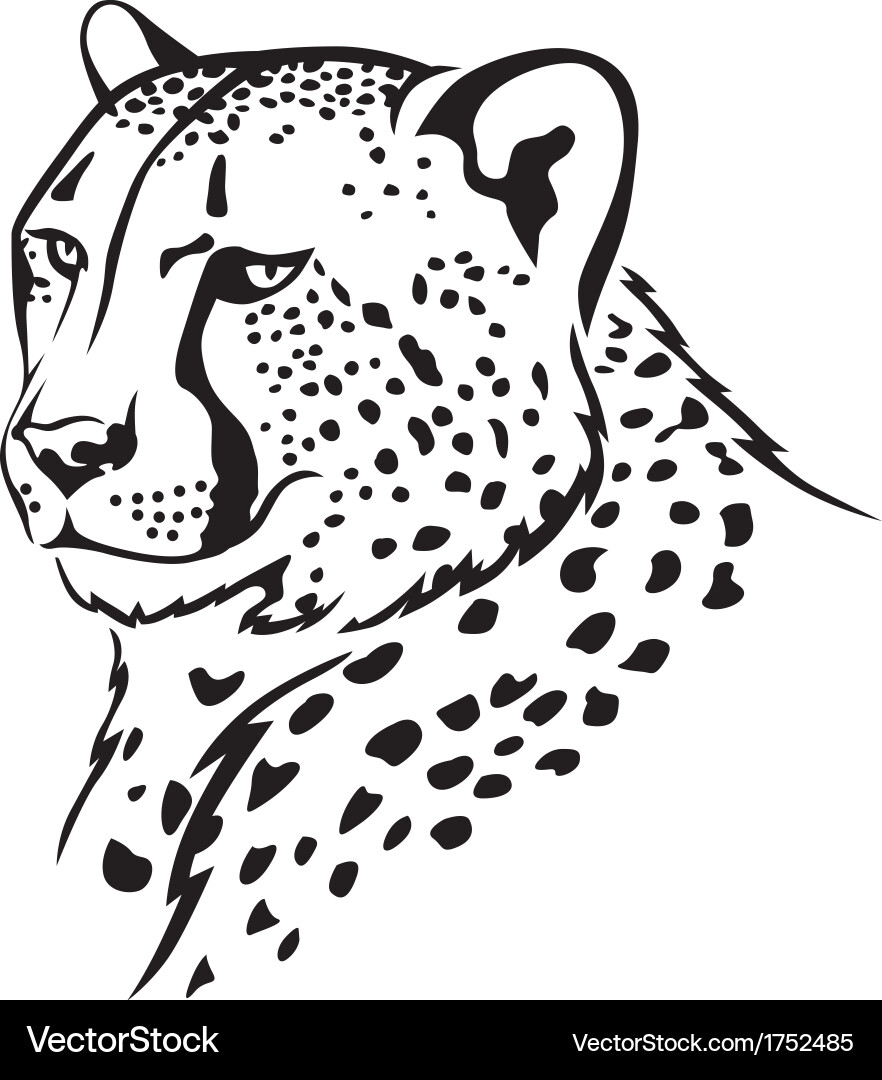 Cheetah Royalty Free Vector Image - VectorStock