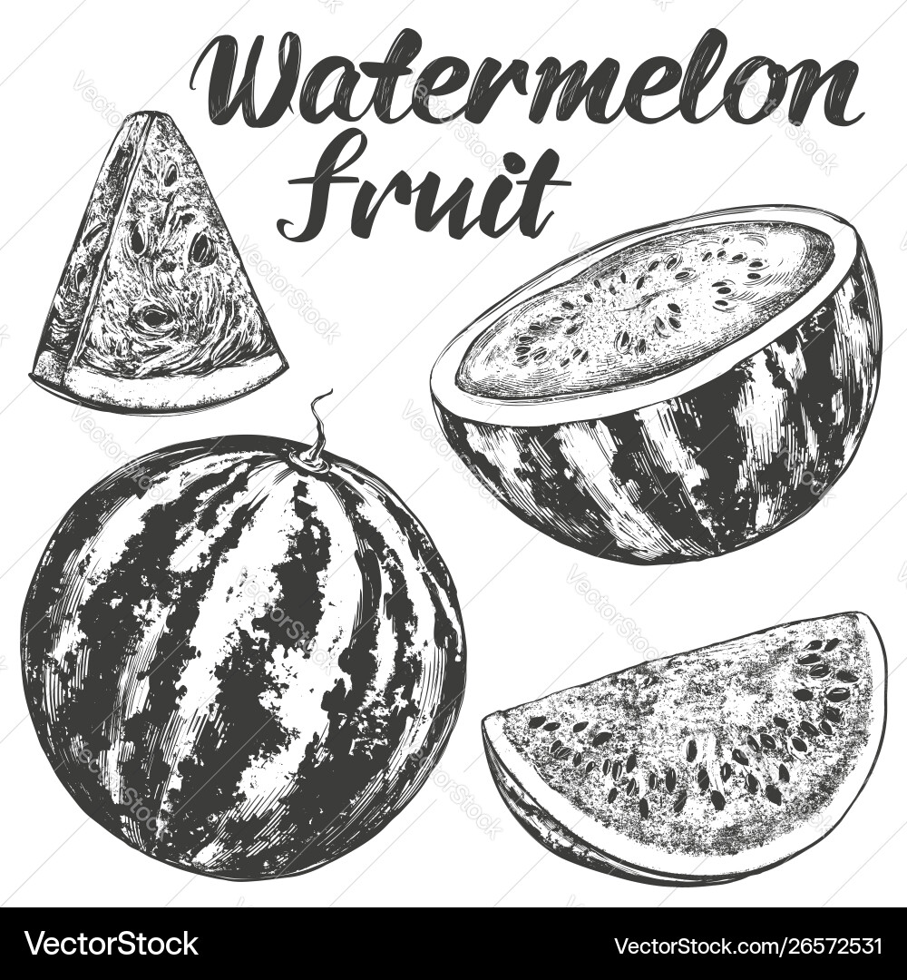 Fruit watermelon hand drawn Royalty Free Vector Image