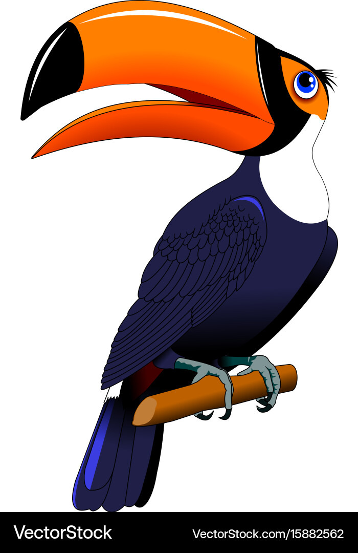 Toucan Royalty Free Vector Image - VectorStock