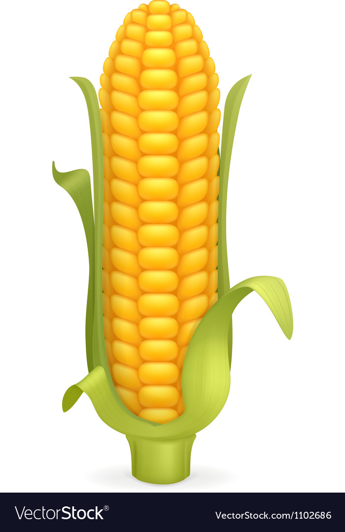 Corn Royalty Free Vector Image - VectorStock