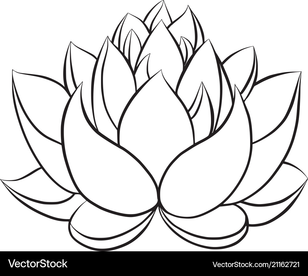 Lotus lily water Royalty Free Vector Image - VectorStock