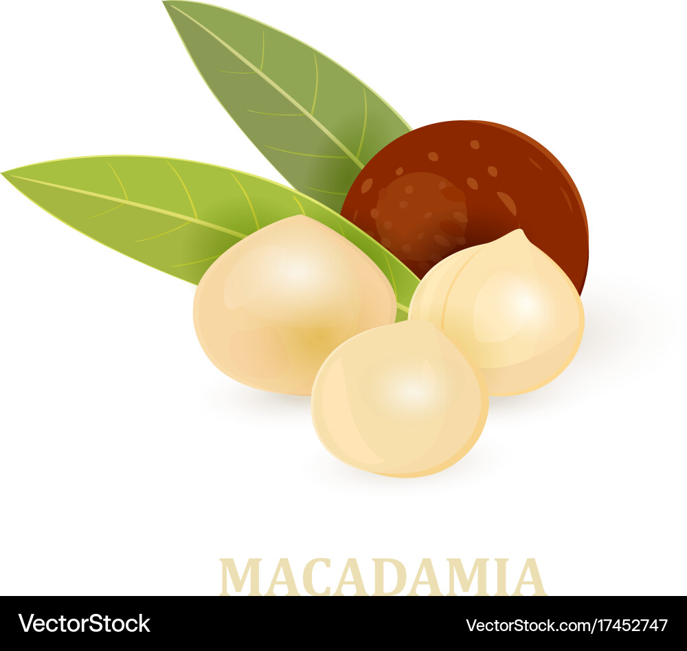 Group macadamia with leaves for your design Vector Image