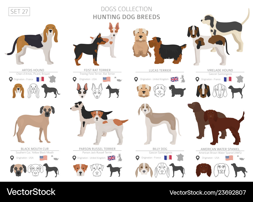Hunting dogs collection isolated on white flat Vector Image