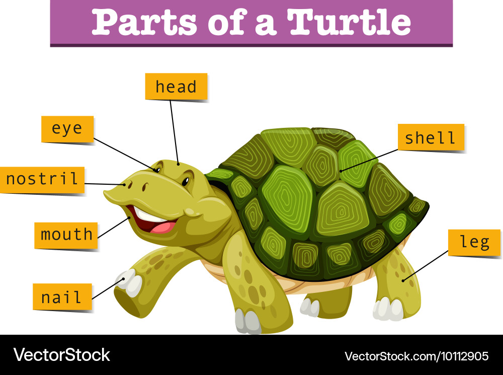 Different parts of turtle Royalty Free Vector Image