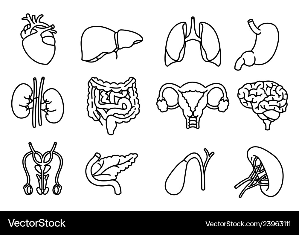 Internal human organs hand drawn icons set Vector Image