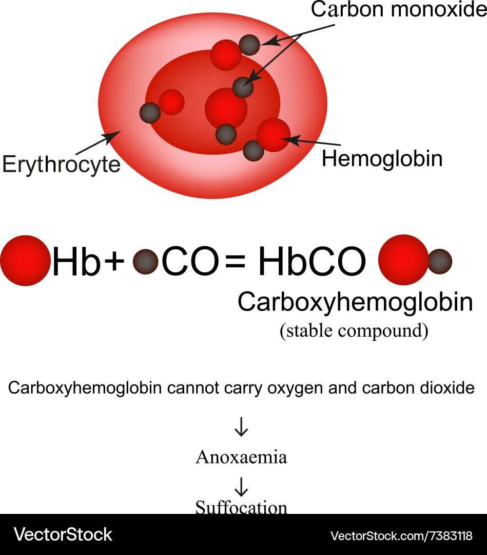 Carboxyhemoglobin Joining the hemoglobin carbon Vector Image