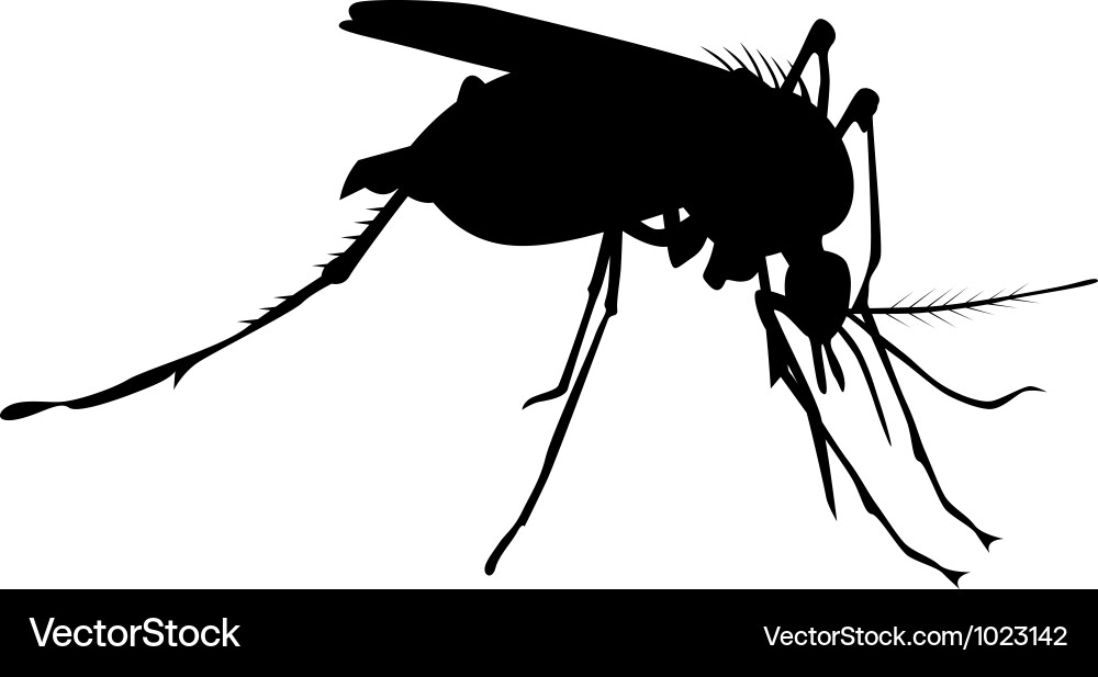 Mosquito Royalty Free Vector Image - VectorStock