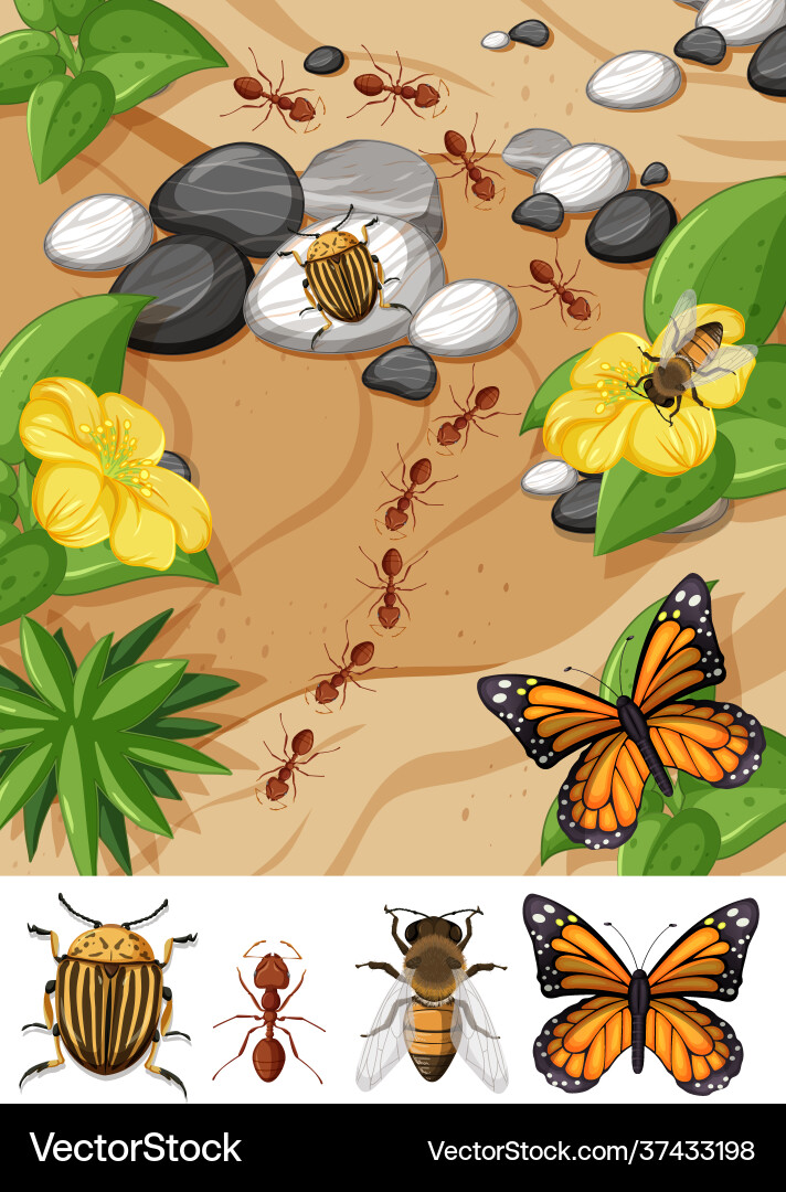 Top view different types insect Royalty Free Vector Image