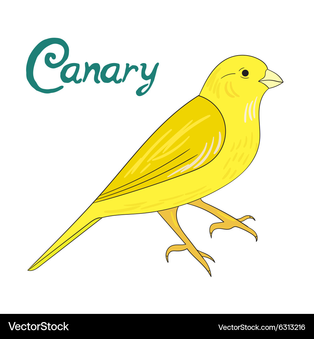 Bird canary Royalty Free Vector Image - VectorStock