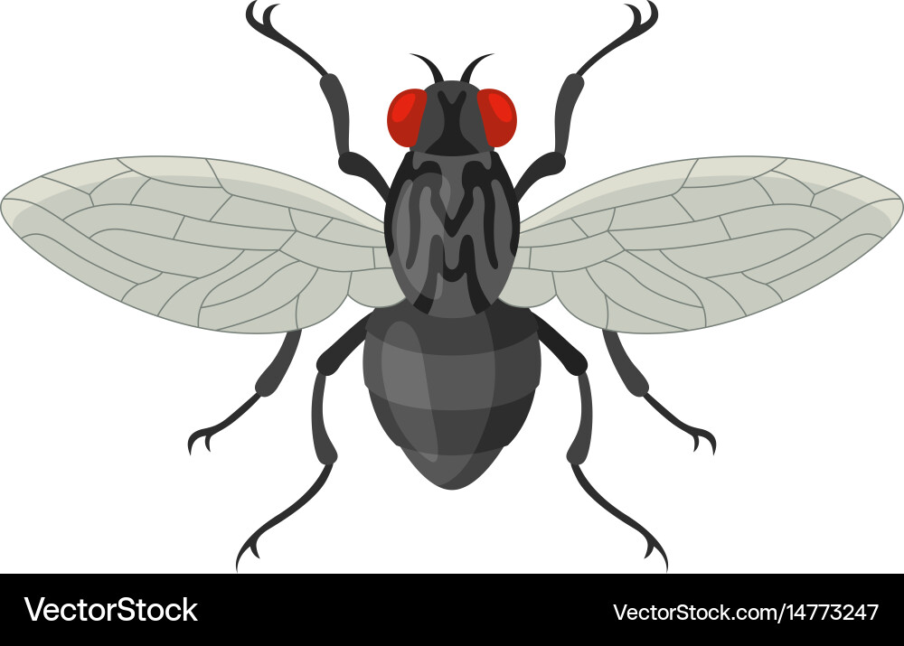 Home fly in cartoon style Royalty Free Vector Image