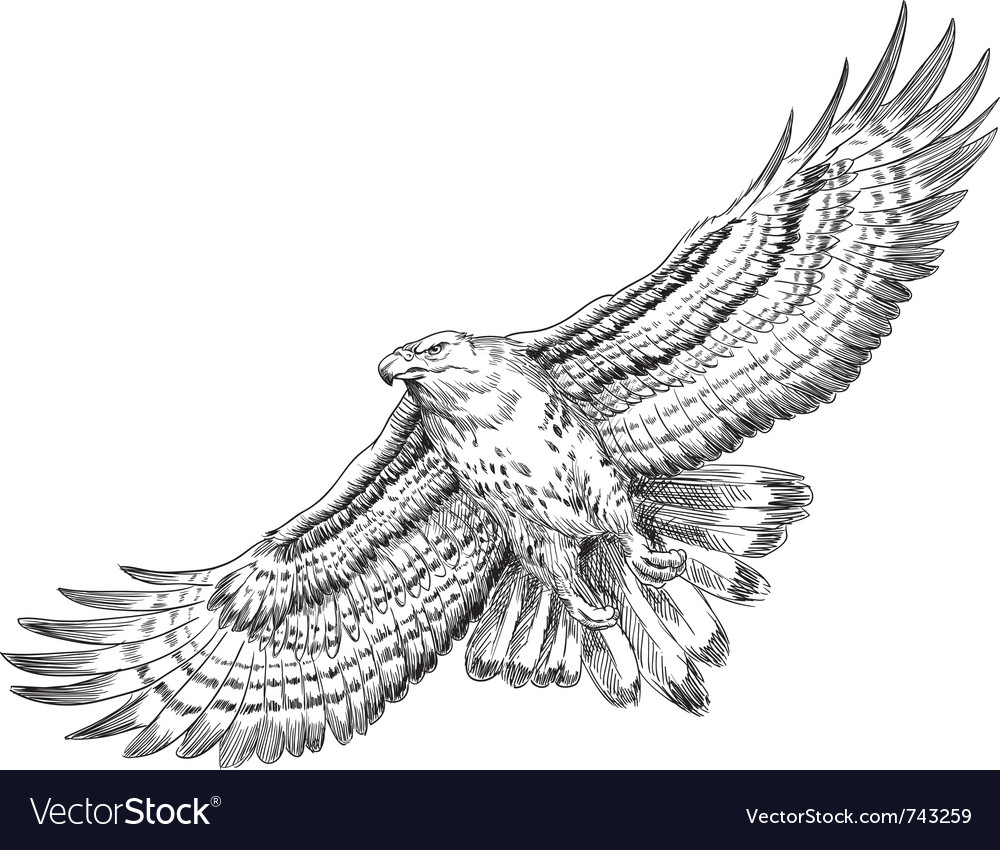 Hand drawn hawk Royalty Free Vector Image - VectorStock