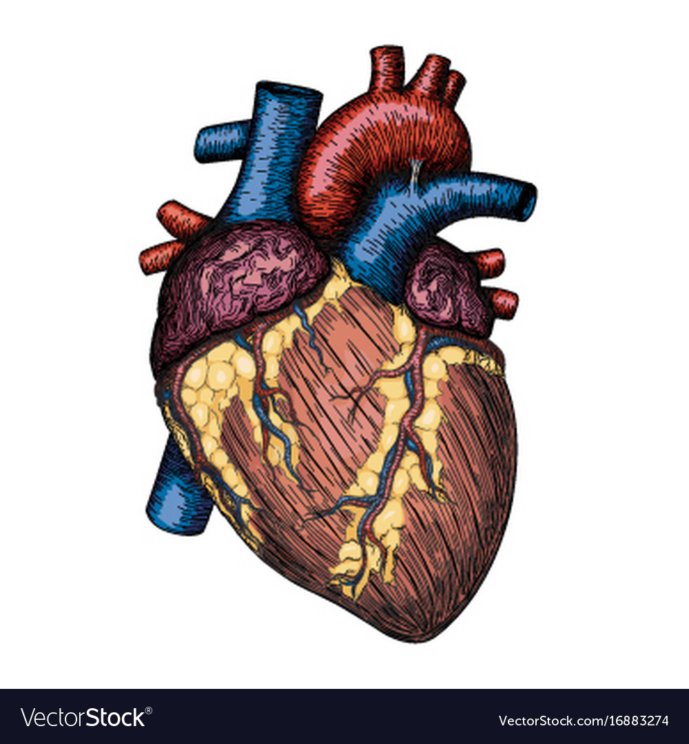 Human heart hand drawn anatomical sketch Vector Image Human heart hand drawn anatomical sketch Vector Image