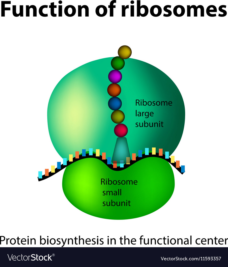 The Structure Of The Ribosome Functions Royalty Free Vector