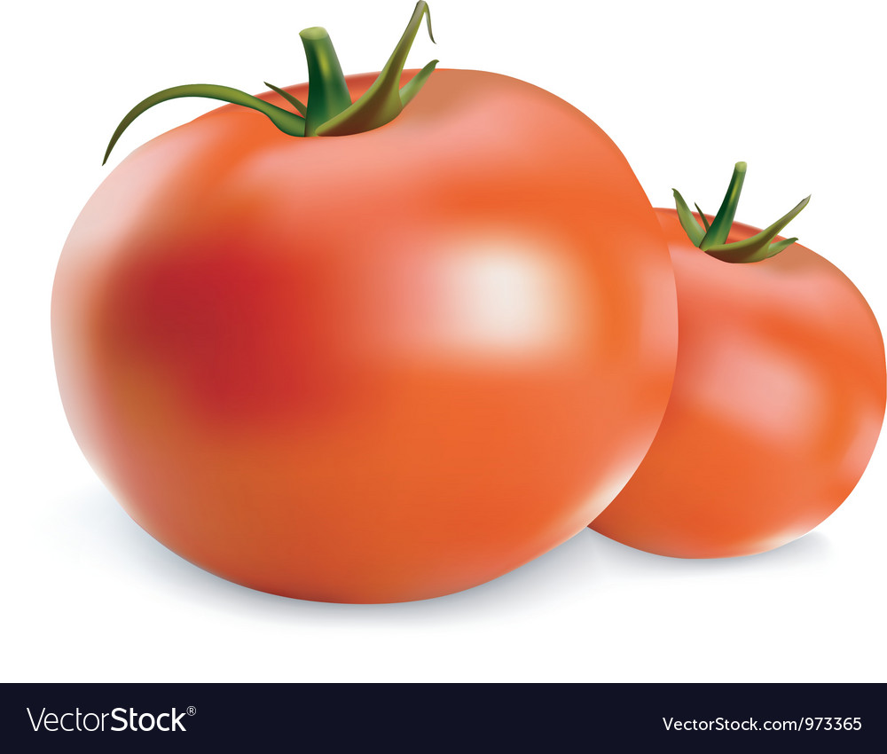 Tomatoes Royalty Free Vector Image - VectorStock