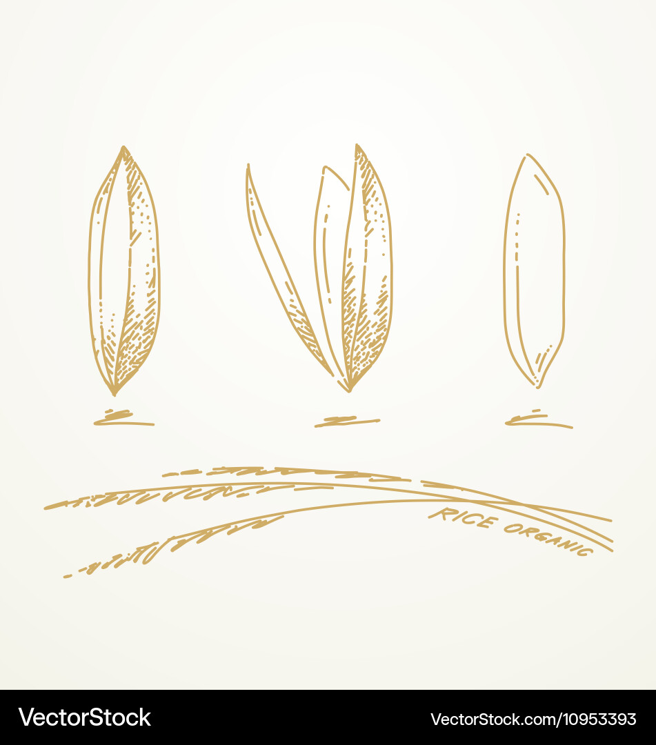 Rice grains Sketch hand drawn Royalty Free Vector Image