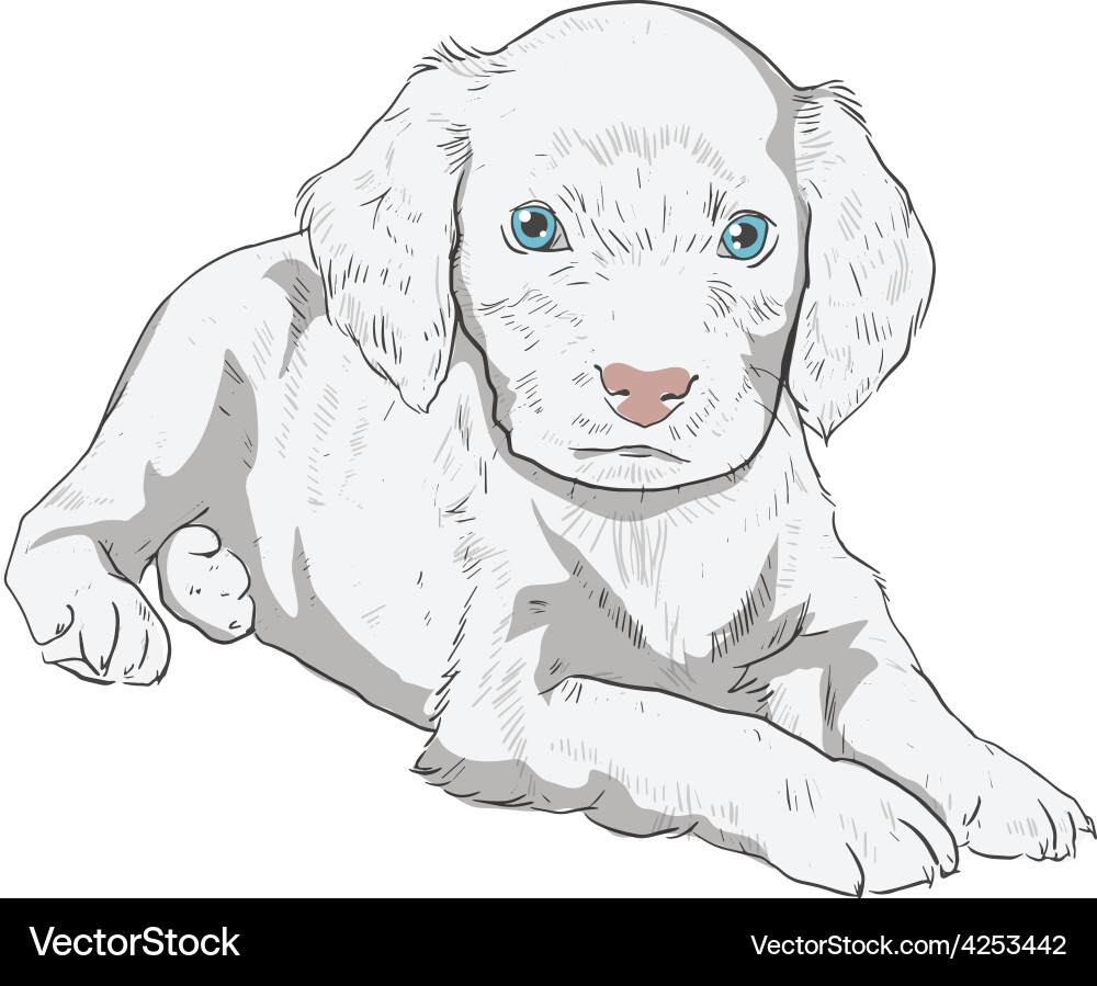 Little puppy on a white background Royalty Free Vector Image