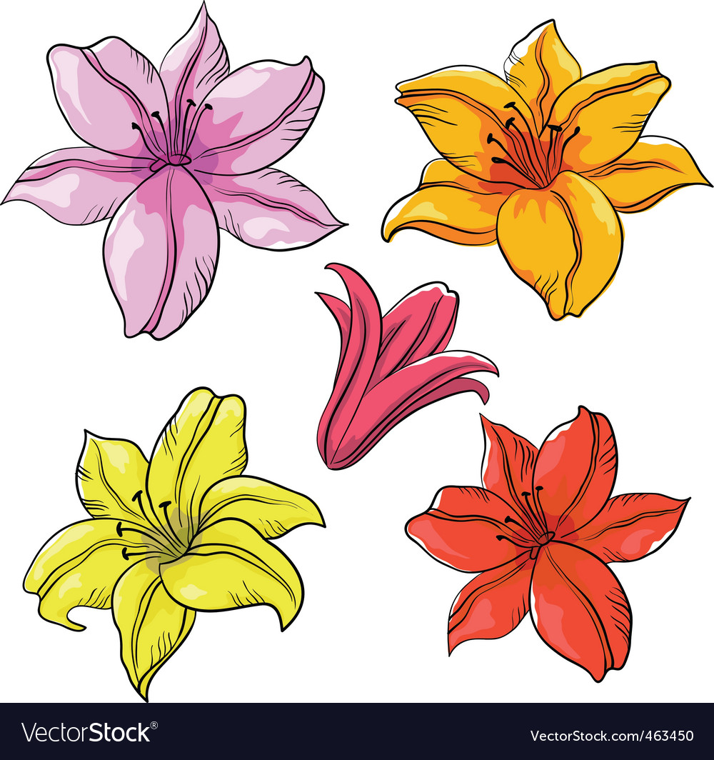 Flower lily Royalty Free Vector Image - VectorStock