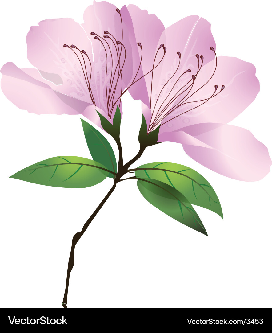 Plants and flowers azalea blossom Royalty Free Vector Image
