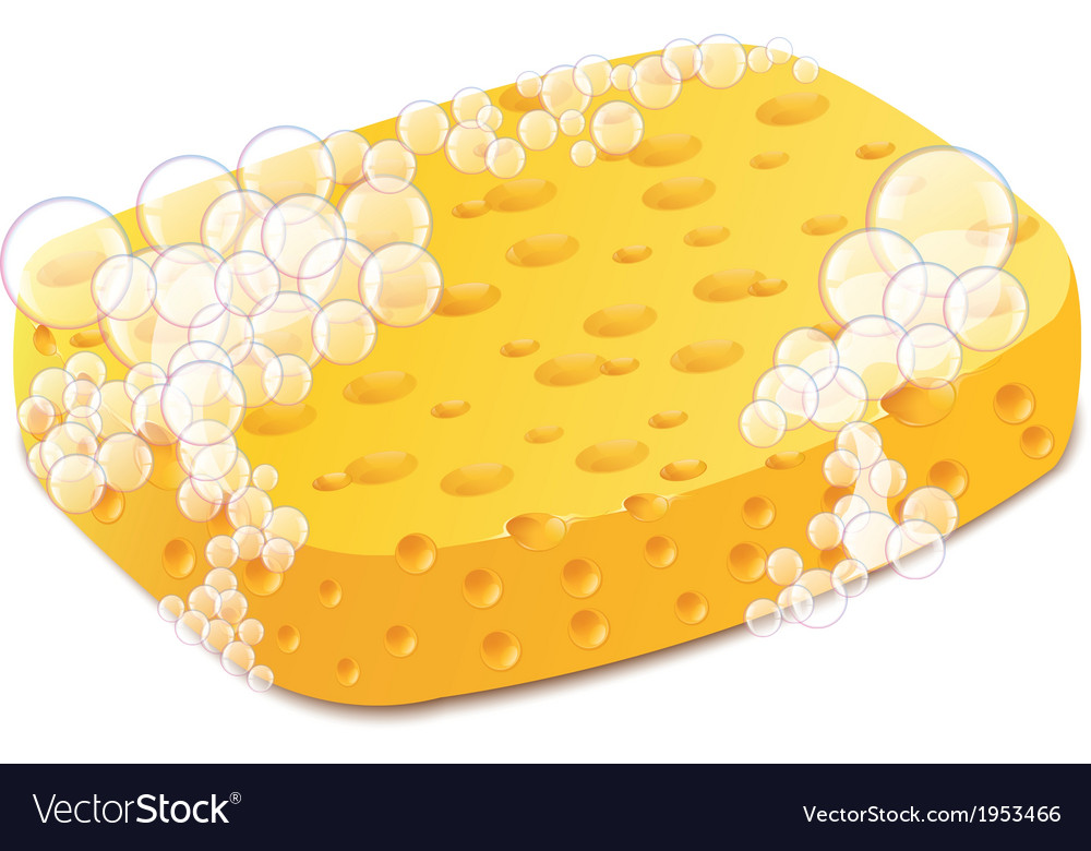 Sponge Royalty Free Vector Image - VectorStock