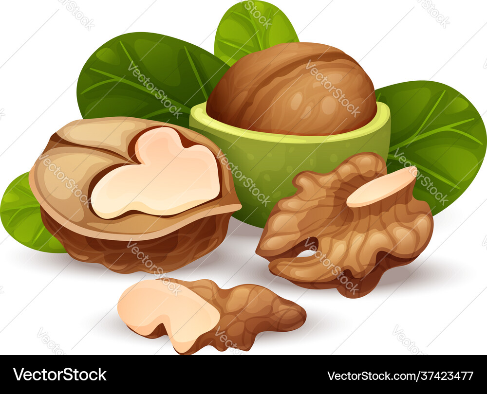 Walnut composition good for label and sticker Vector Image